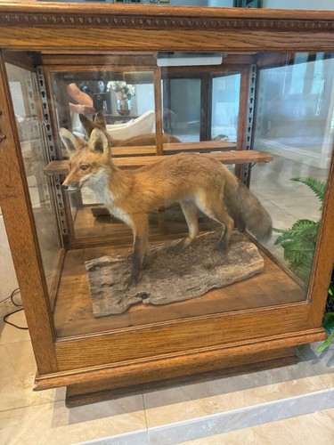 Beautiful standing fox Mount with oak display case-excellant | eBay