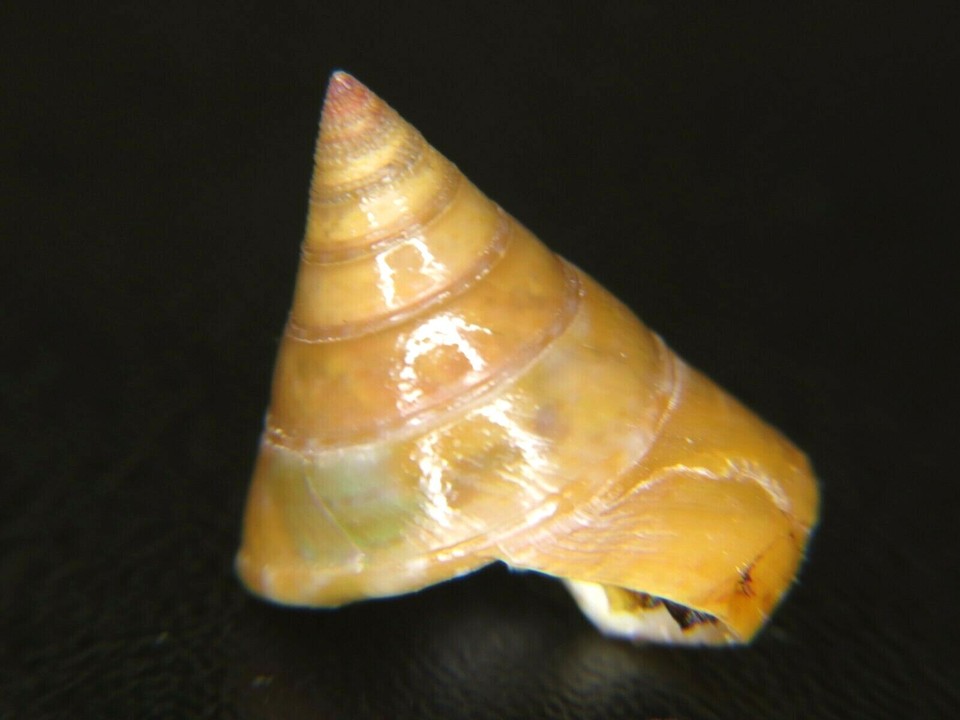 CALLIOSTOMA CONULUM: DARK SPECIMEN @ 17.96MM X 20.47MM W/OPERCULUM! | eBay