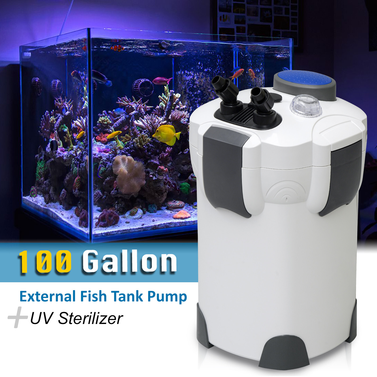 100 Gallon Fish Tank