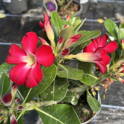 Adenium obesum Anouk Red Flowered Desert Rose - 13cm pot 25cm | eBay UK