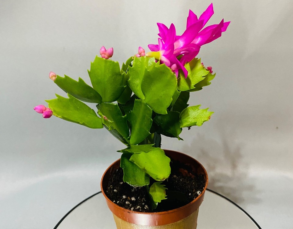 x3 Christmas Cactus- Orange/ Red/ Pink | Thanksgiving cactus ...