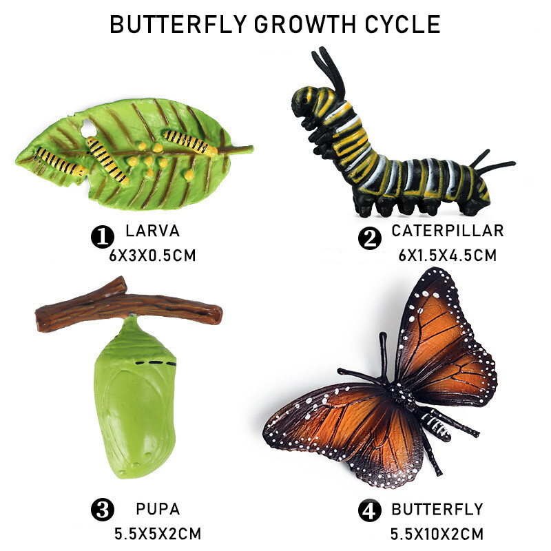 Butterfly Growth Cycle Model Toys Life Cycle Figurines Plastic Figures ...