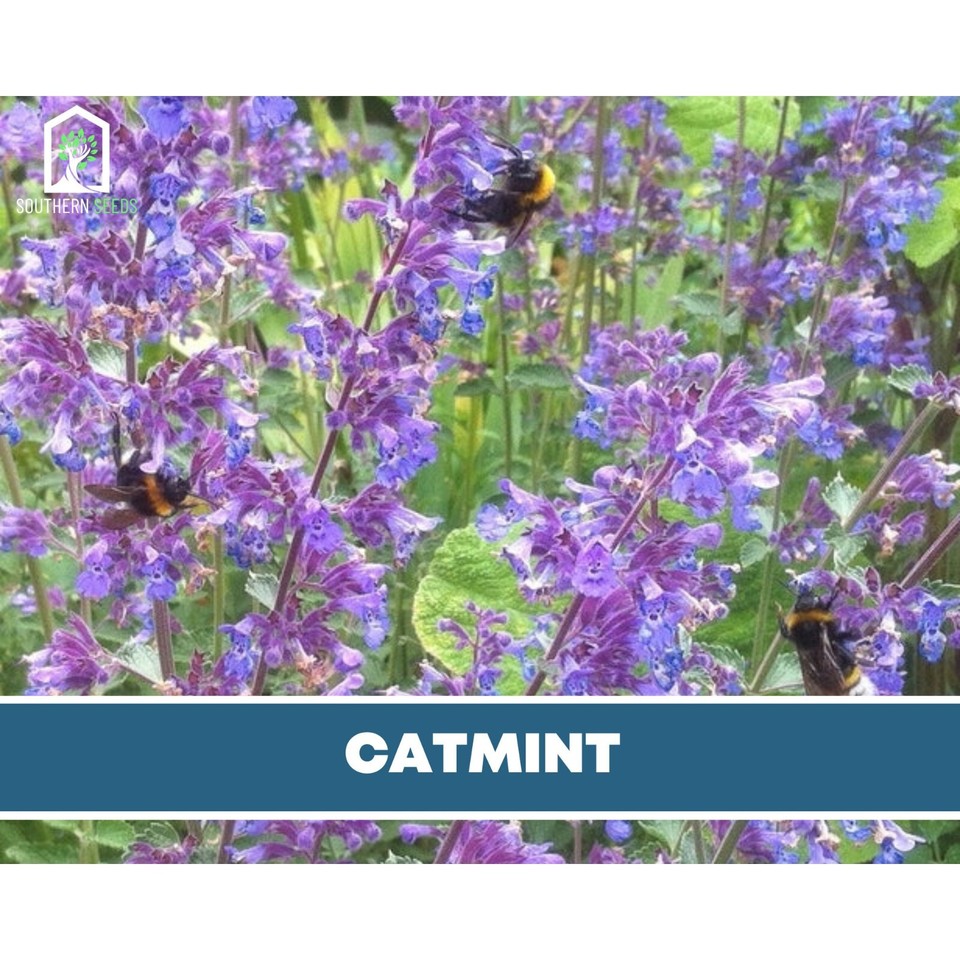 Catmint Seeds, Heirloom Medicinal Herb, Nepeta mussinii, USA Grown | eBay