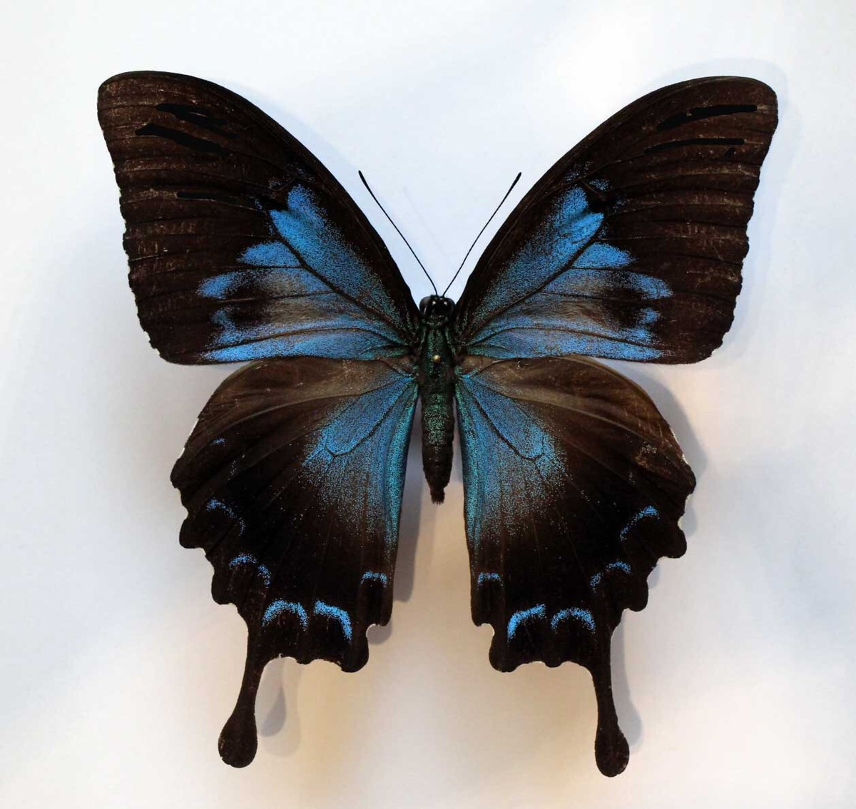 Ulysses Swallowtail Papilio Ulysses Joesa Female Under Ulysses Blue