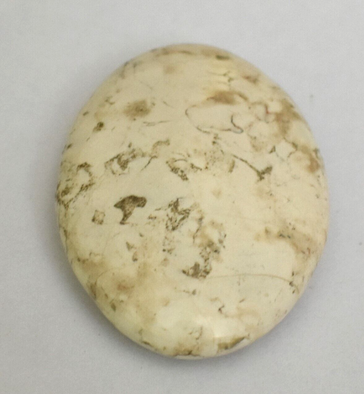 Shellfish Fossil Ancient Seabed Blue Ridge Mountains North Carolina ...