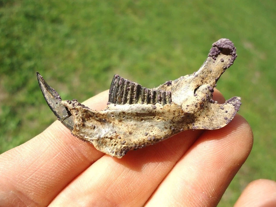 Muskrat Teeth
