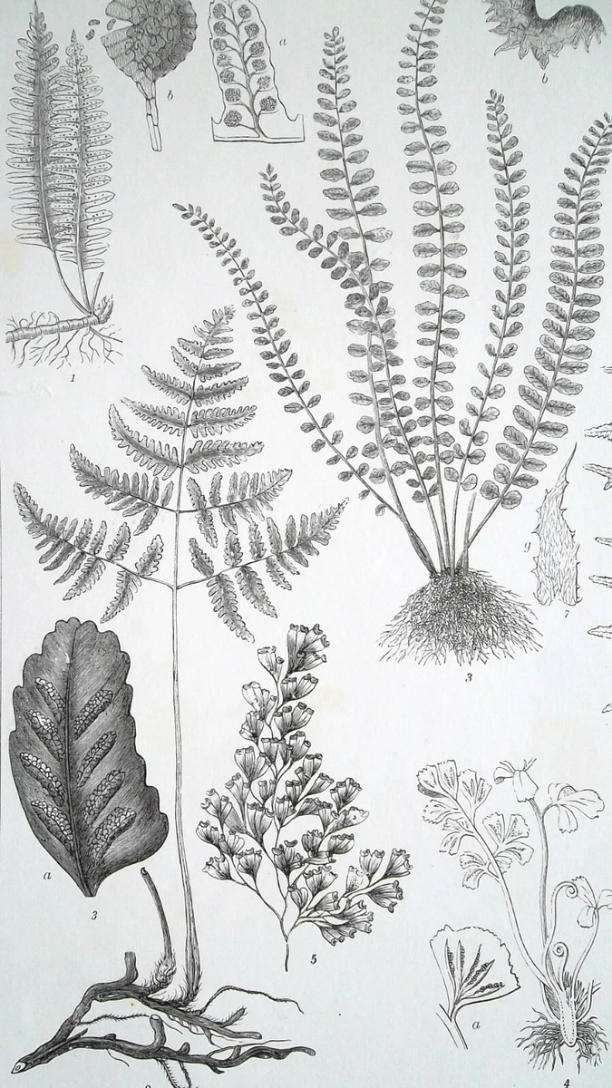 Bracken Fern Drawing