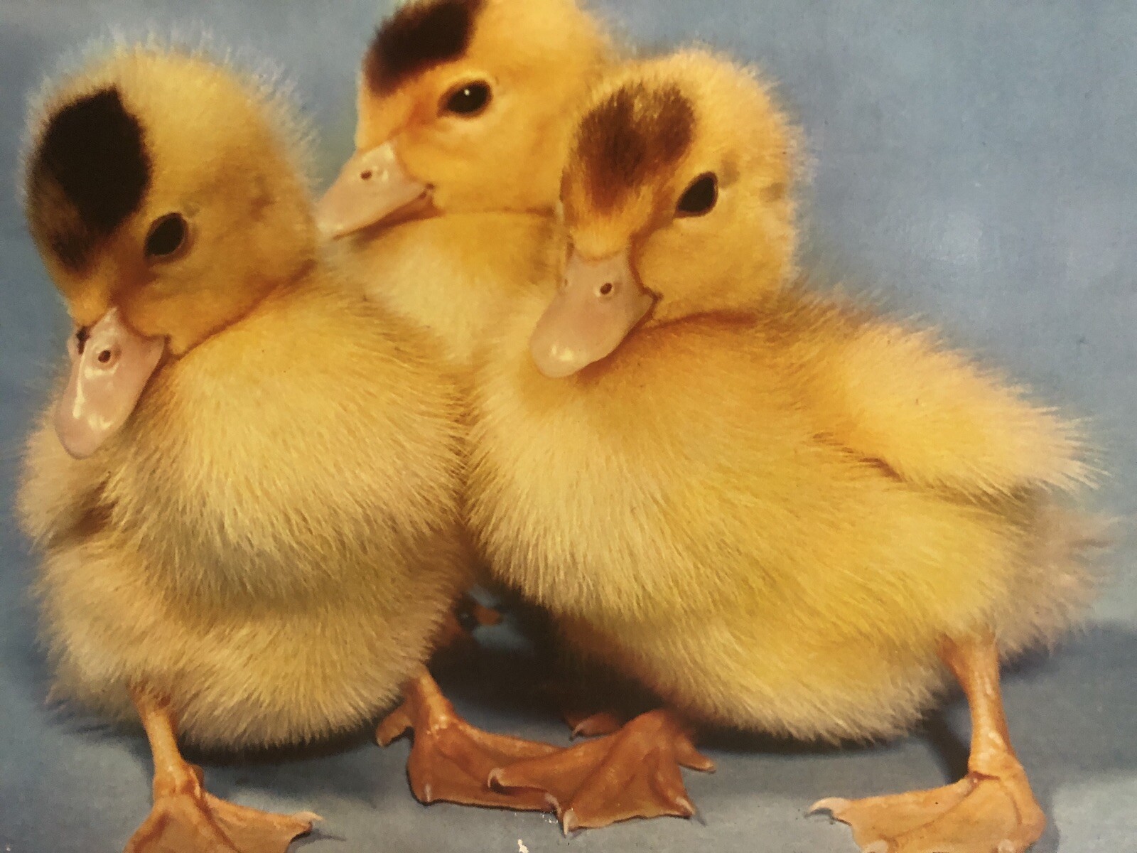 Lot 8Vintage 1960s animals Pets Poster Print Picture SVE Study Print | eBay