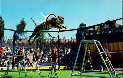 Postcard Marine World Africa USA Tiger Chrome Unposted | eBay