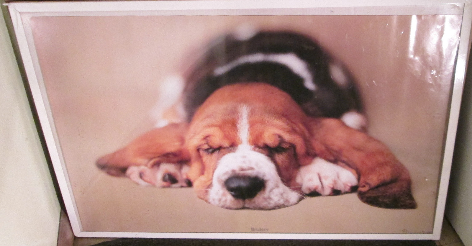 BRUISER RARE SEALED POSTER MID 2000'S ANIMAL PUPPY DOG CUTE RACHEAL ...