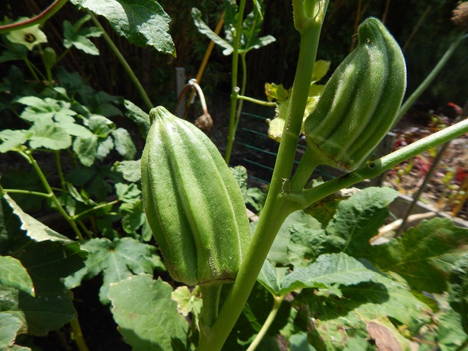 "BIG OKRA" - 25 Fresh Seeds "The Star of David" aka Old Fashioned Okra ...
