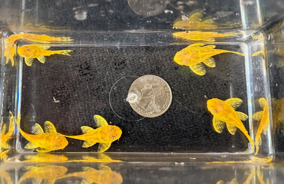 Albino L333 King Tiger Pleco (Hypancistrus sp.), Tank-Bred! | eBay