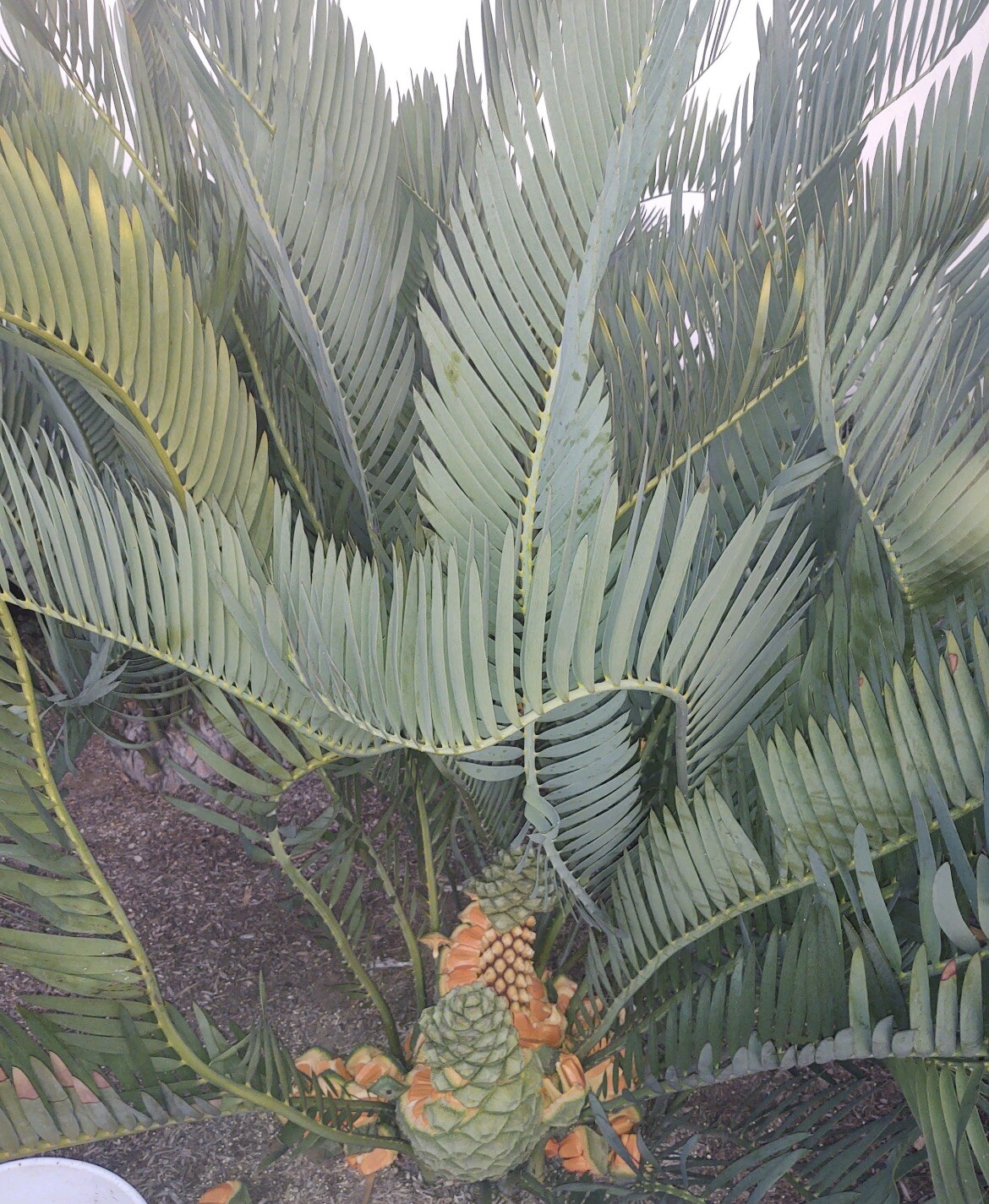 Encephalartos 'CYCLOPS DAGGER' Nubimontanus X Cupidus HYBRID CYCAD | eBay