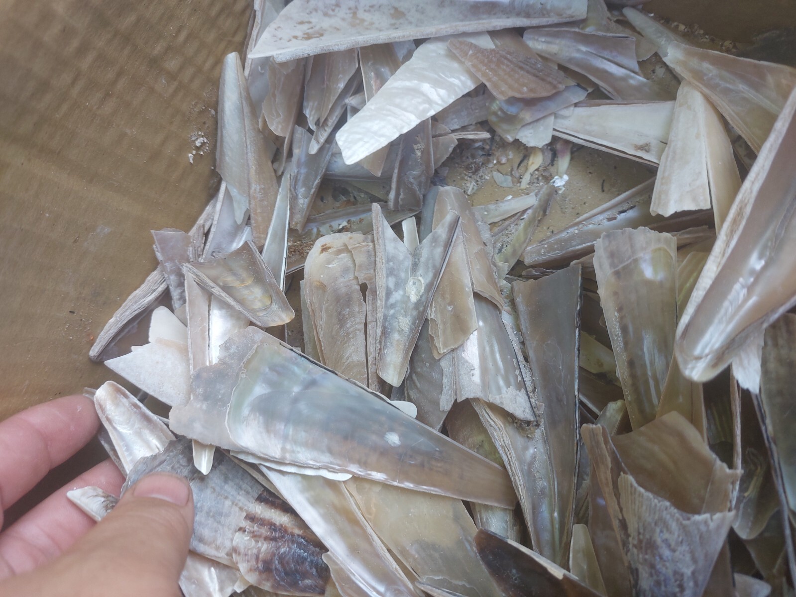 lot bulk Atrina Servatrina tasmanica Tasmanian Razor Shell PIECES ...