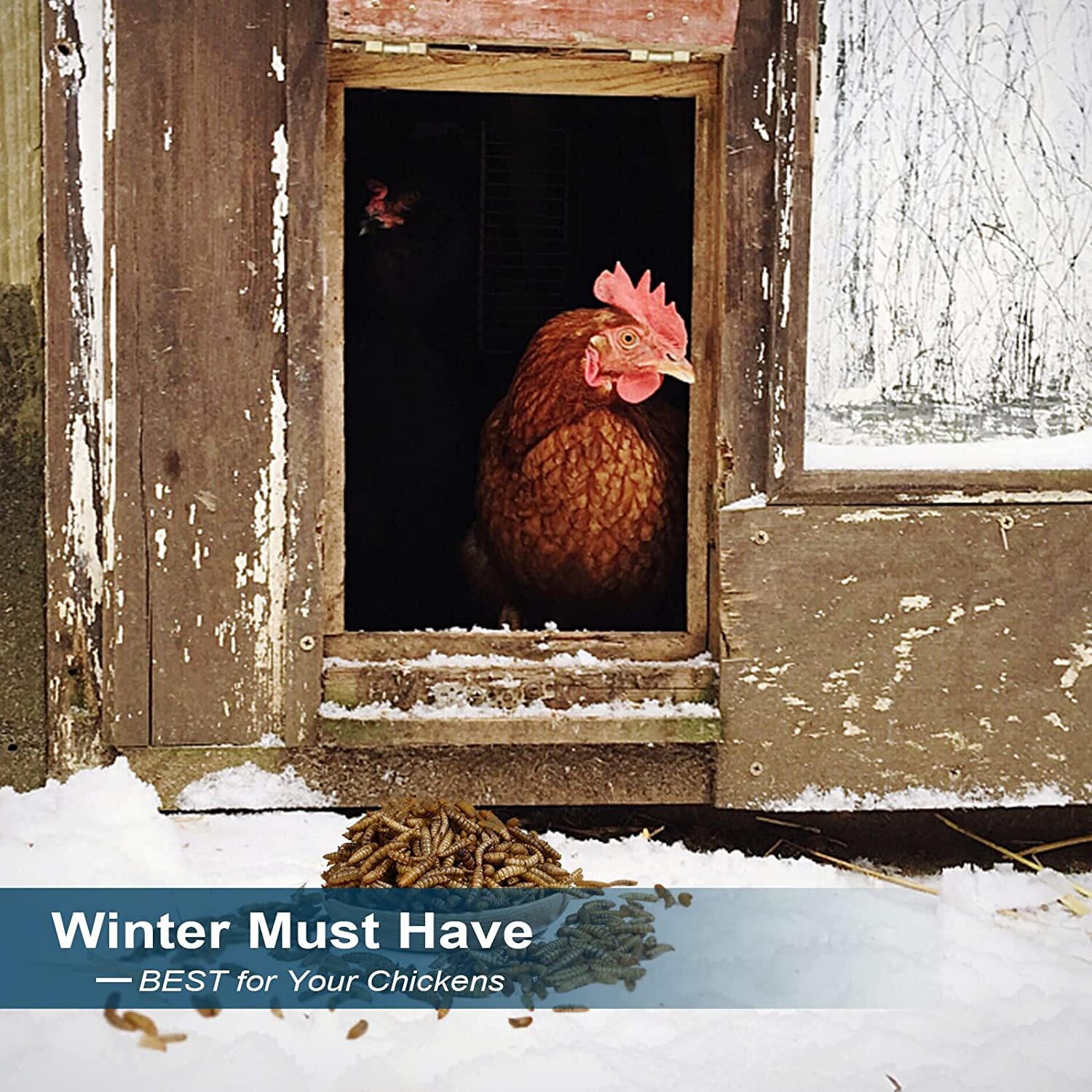 Dried Black Soldier Fly Larvae Chickens Feed Birds Treats Natural Food ...