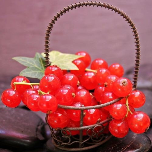 RED CURRANT Fragrance Oil to craft Candles Soaps Lotions Bath products ...