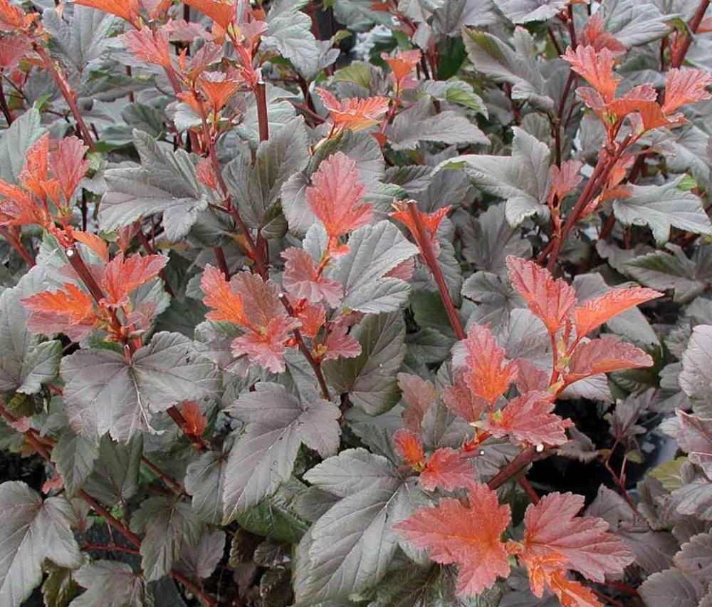 PHYSOCARPUS RED BARON Upright SHRUB Potted Flowering Dk Red 4ft-ish UK ...