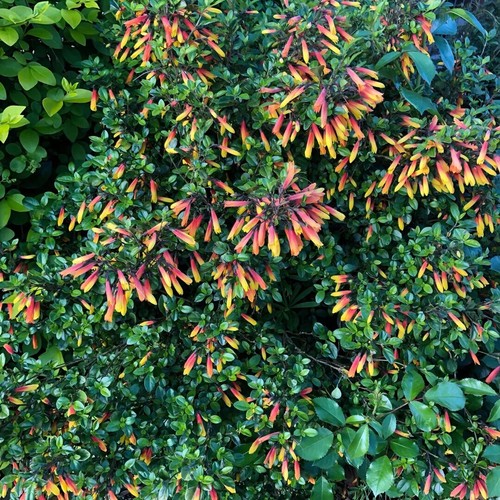 Jacobinia pauciflora 'Brazilian Fuchsia' XXL Jumbo Plug Plant - 24HR ...