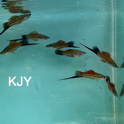 Neon Wag swordtail trio (Two Females and One Male) | eBay