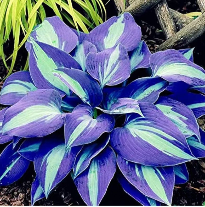 🌿300+Mixed HOSTA SEEDS – PERENNIAL OUTDOOR SHADE GARDEN PLANTING SEEDS ...