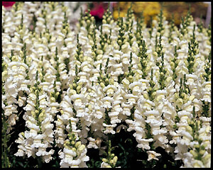 Snapdragon Sonnet White 2,000 seeds | eBay