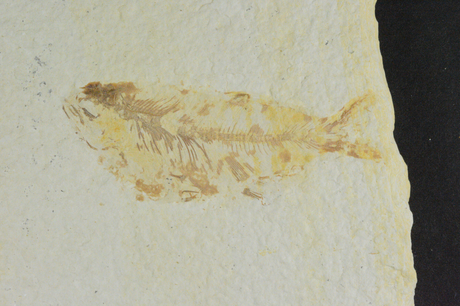 Hiodon falcatus, Mooneye, Fossil Fish, Green River Formation, Wyoming ...