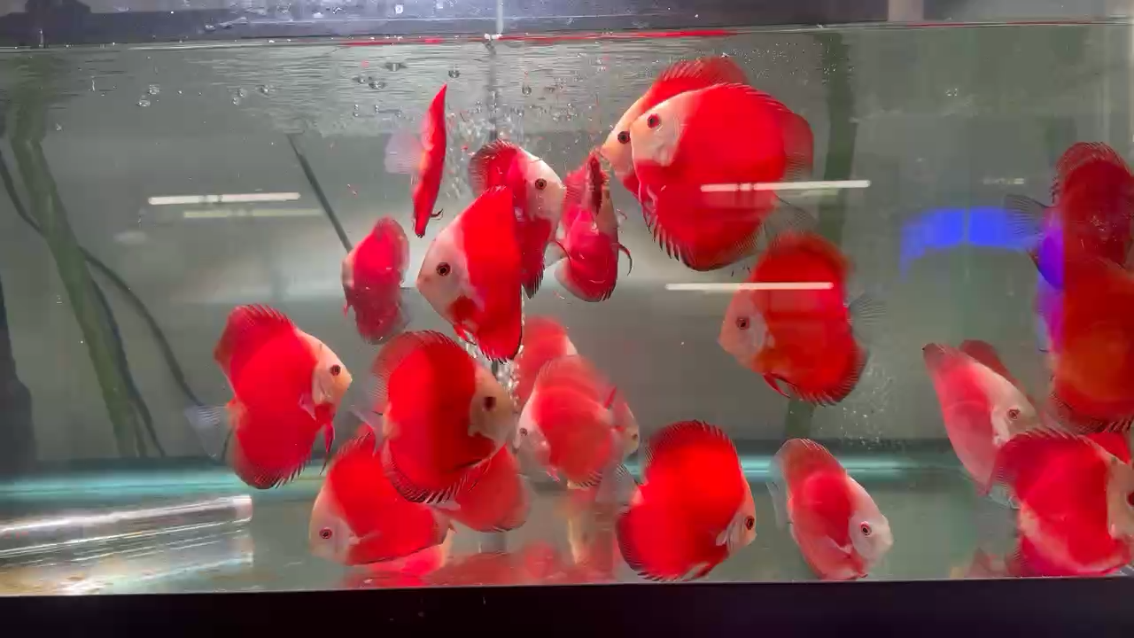 High Quality Red Melon Discus Fish 3.5in - Nice Body Shape- USA BREEDER ...