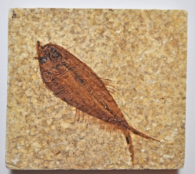KNIGHTIA ALTA FISH FOSSIL ON A SHALE MATRIX EOCENE EPOCH 56 - 34 ...