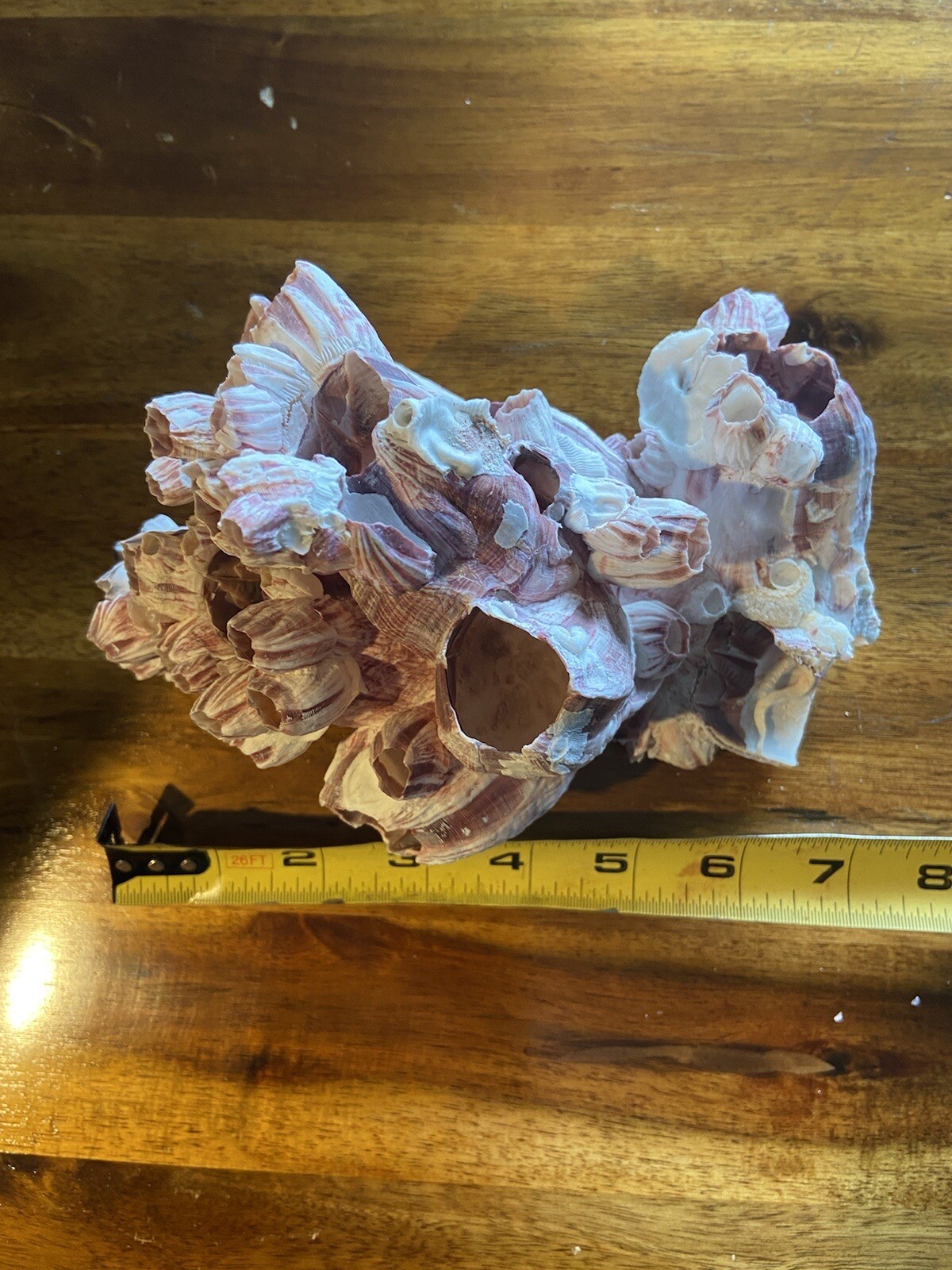 Natural Purple Pink Large Barnacle Cluster Ocean Aquarium Sea Shell ...