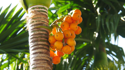 Areca Nut Doll Taiwan Dolls High Quality Toys For Kids & Collectors