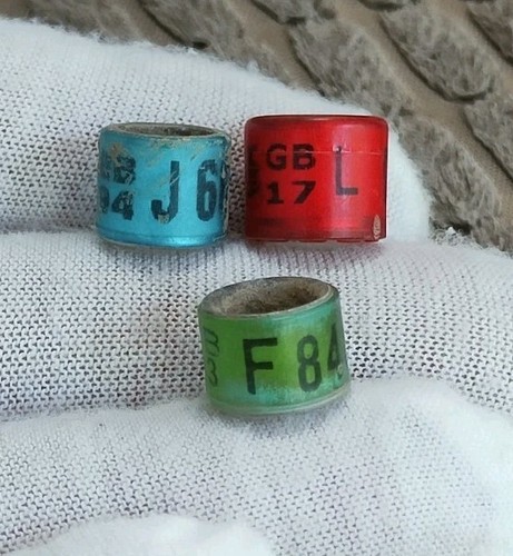 3 x Pigeon Rings Metal Detecting Find (111) | eBay Australia