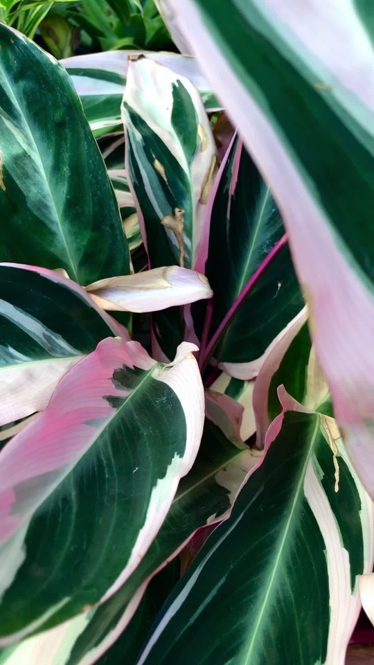 Stromanthe Tricolor Ginger Rhizome, Live Plant, Pink, White & Lush ...