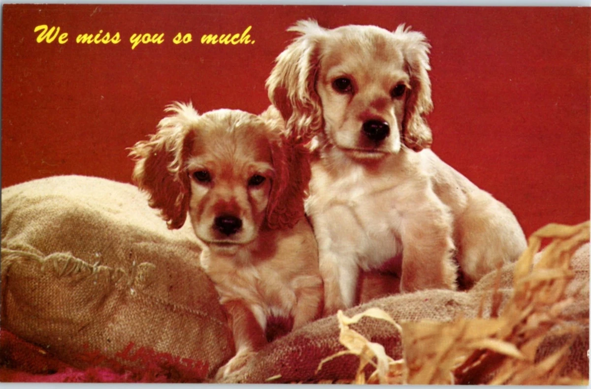 Sad Puppy I Miss You