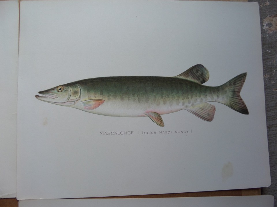 Lot of 4 S.F. Denton Fish Prints or Lithos from the Portfolio Group | eBay