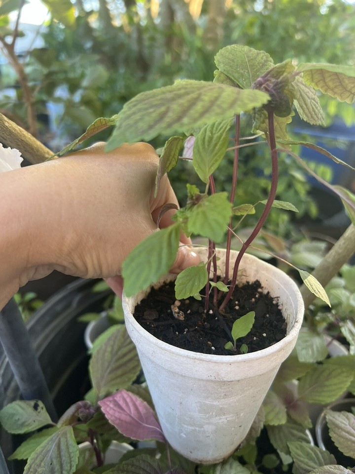 3 Shiso Perilla Live Plant Green Purple Beefsteak Plant Ready To Plant (Tía Tô ) | eBay