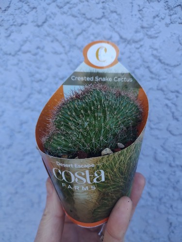 Crested Snake Cactus peniocereus serpentinus cristata Live Plant Plants ...