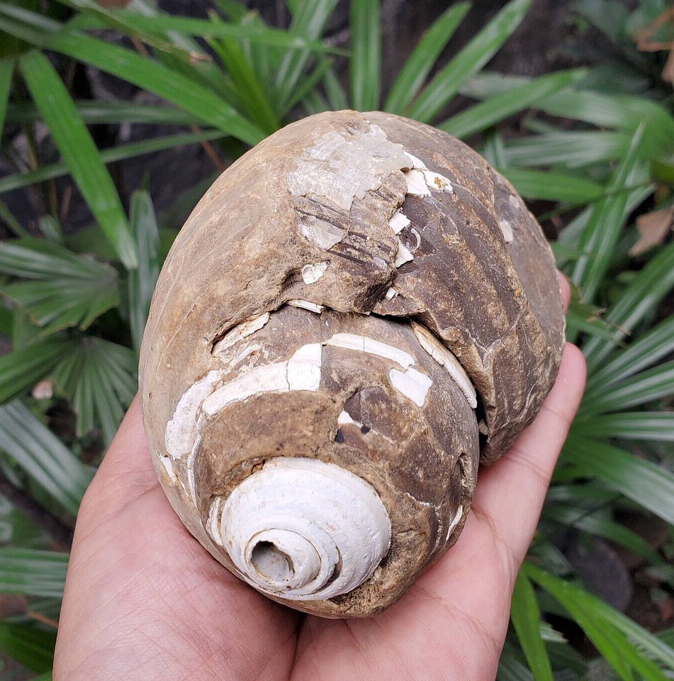 1001Gr Natural Rough Gastropod Sea Shell Fossil Mollusca | eBay