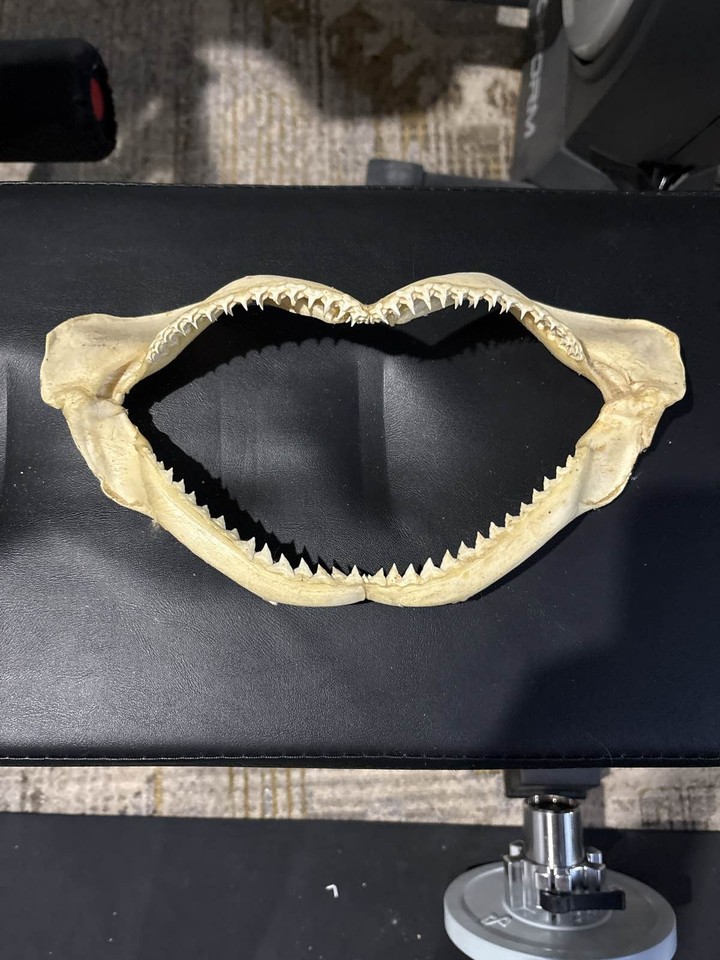 Tiger Shark Jaw Sharks Jaws Teeth Display | eBay