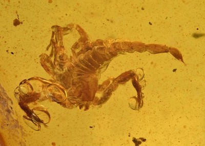 Rare Complete Scorpion, Fossil Insect Inclusions in Burmese Amber | eBay