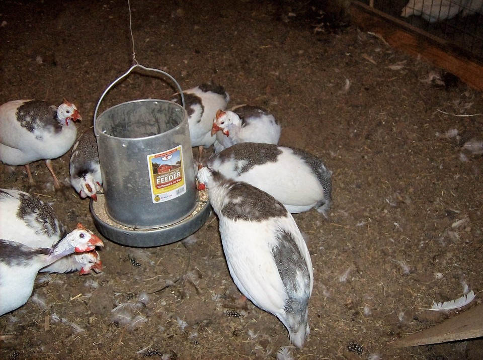 10+ Pinto Guinea Hatching Eggs | eBay