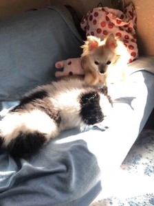 Anything shop Japan-Y | eBay Stores