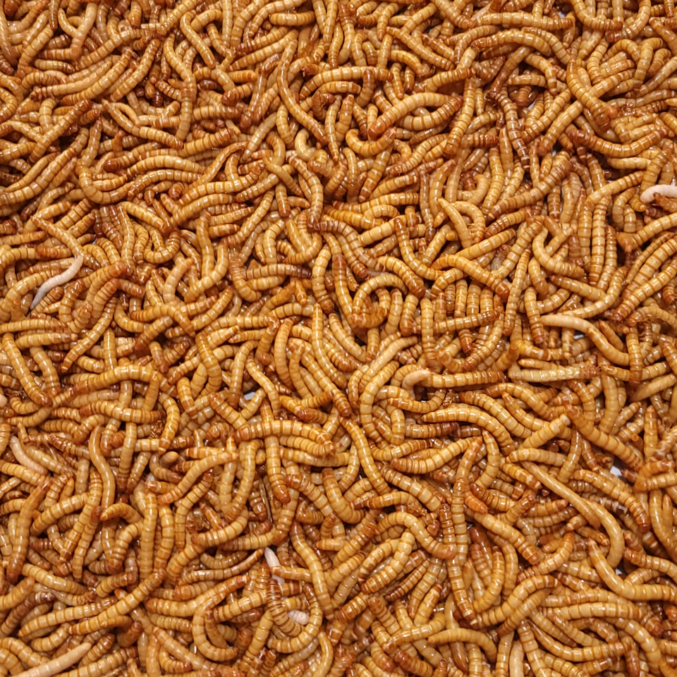 Live Mealworms - Bulk Feeder Insects (250 - 20000 Count) - S, M, L, G ...
