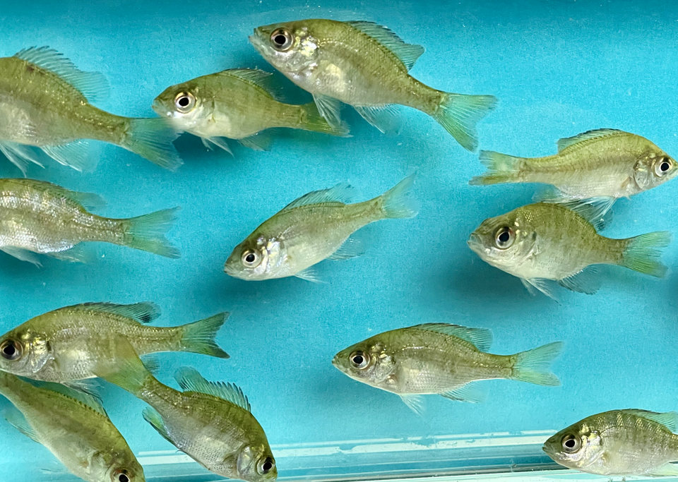 Bluegill - Small up to 2" | eBay