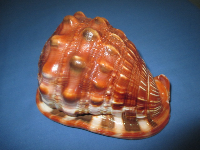 LARGE Cassis Rufa - cameo Seashell, 155mm length (6.inch)- Dark color ...