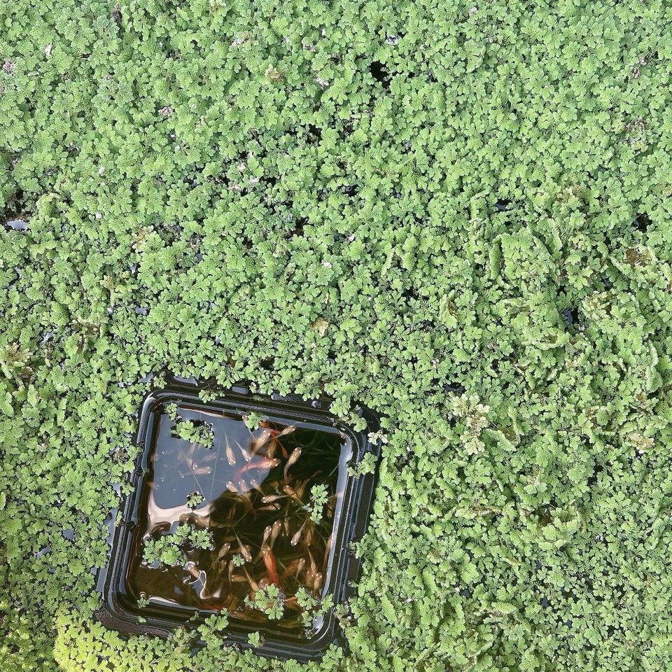 100+ Azolla Filiculoides Live Aquarium Floating Plant Buy 2 Get 2 Free ...