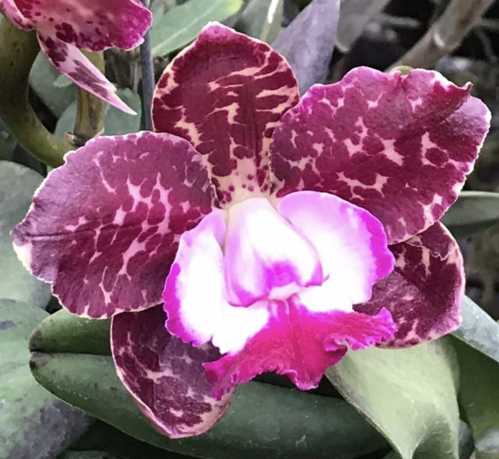Rlc. Water Song 4.5 in pot super fragrant 55$ XL size #1 | eBay