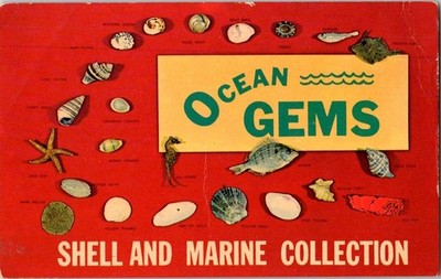 Ocean Gems Shell and Marine Collection Vintage Postcard by Colorchrome ...