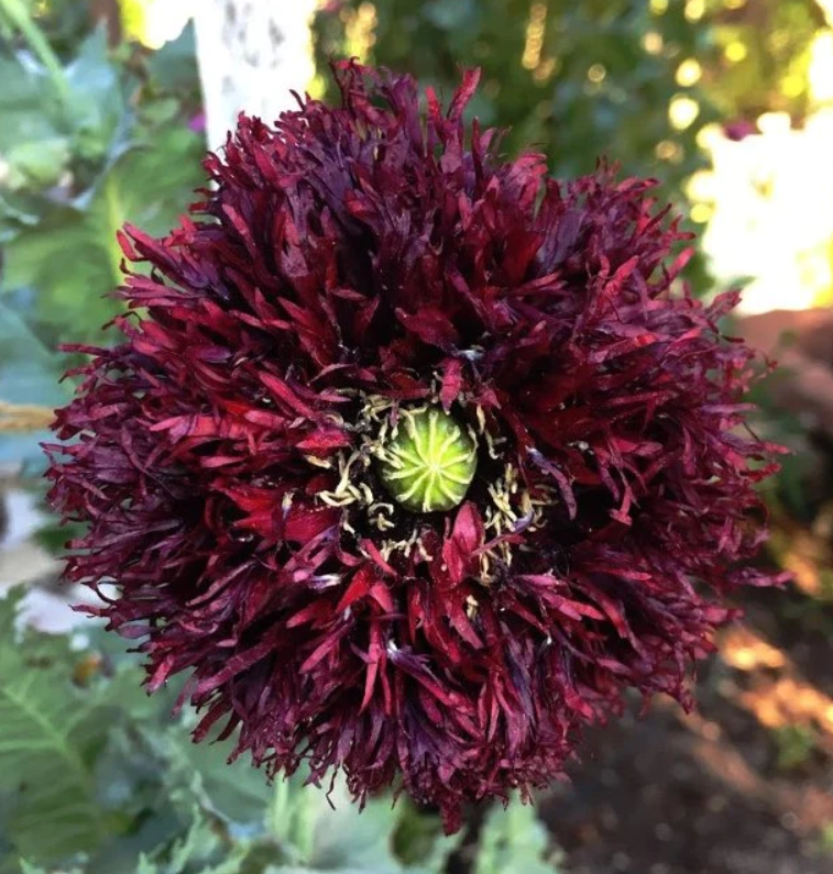 Poppy PURPLE PASSION Mix Double Bloom Poppies Tall Huge Pods Non-GMO ...