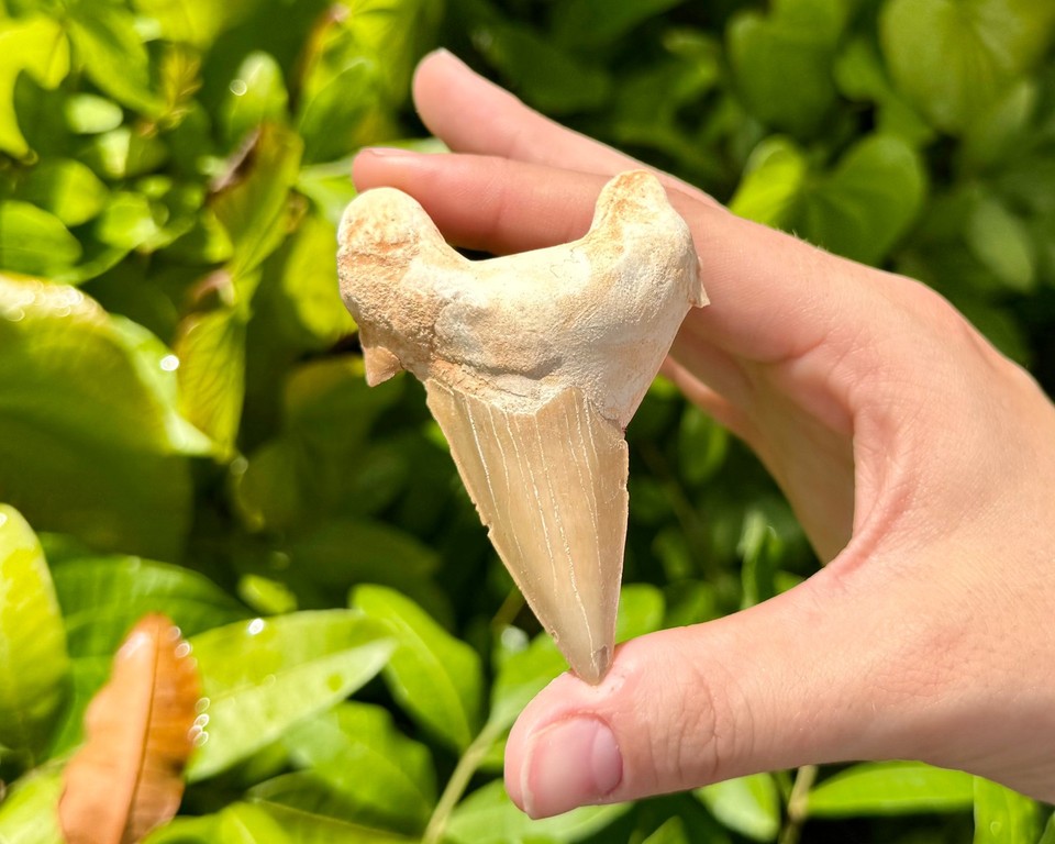 LARGE Shark Tooth Fossils, Natural Fossilized Shark Teeth - Choose Size ...