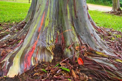 Rainbow Eucalyptus Tree Seeds Stunning Colored Bark - Eucalyptus ...